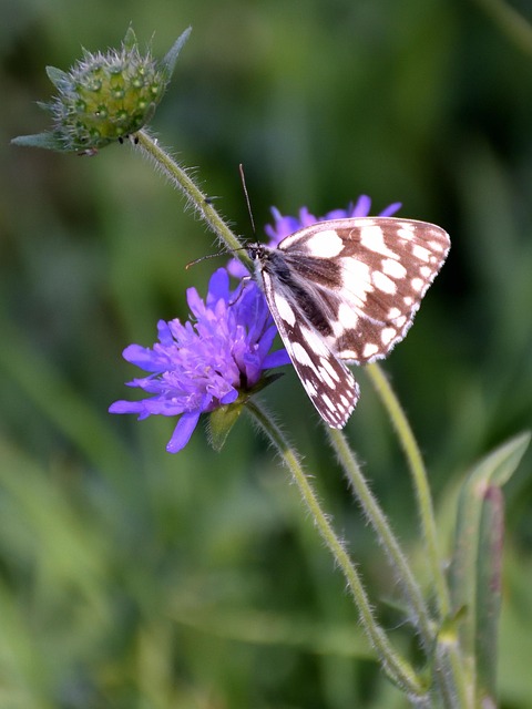 Papillon Fleur Insecte - Photo gratuite sur Pixabay - Pixabay