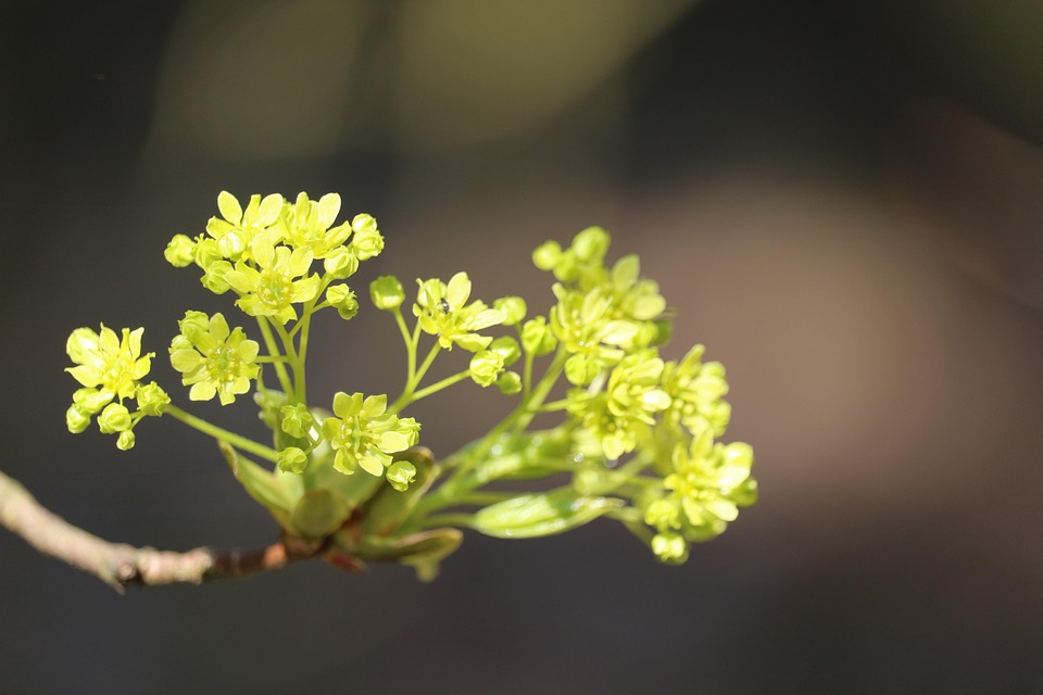 Wild Plants Nature Macro - Free photo on Pixabay - Pixabay