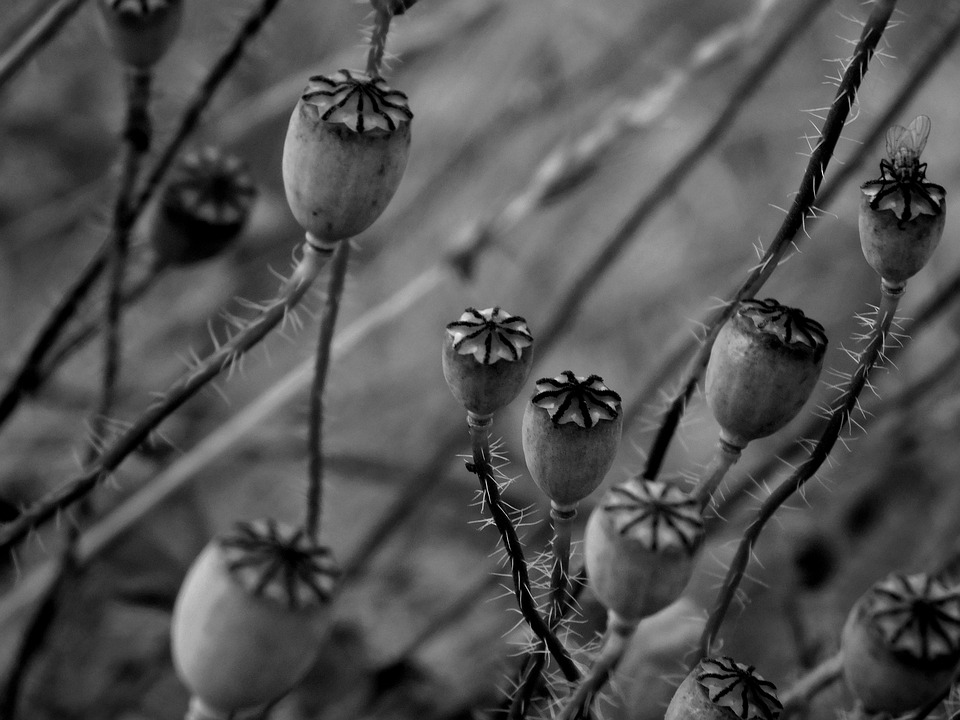 Poppy Buds Plant Corn - Free photo on Pixabay