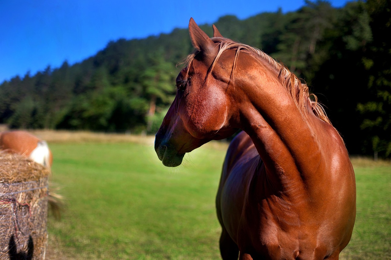Caballo Semental Yegua - Foto gratis en Pixabay