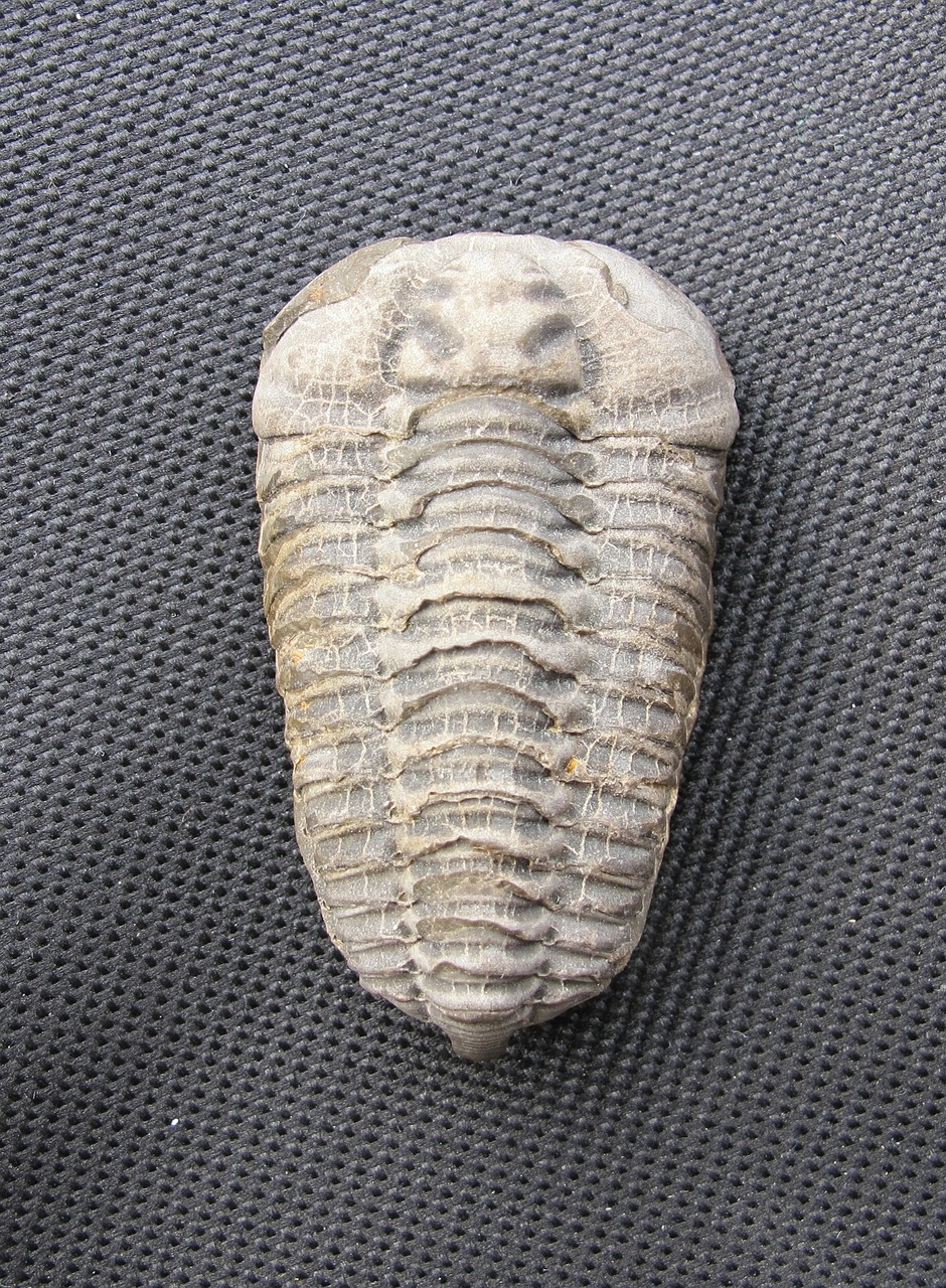 10+ Free Trilobite & Fossil Images - Pixabay