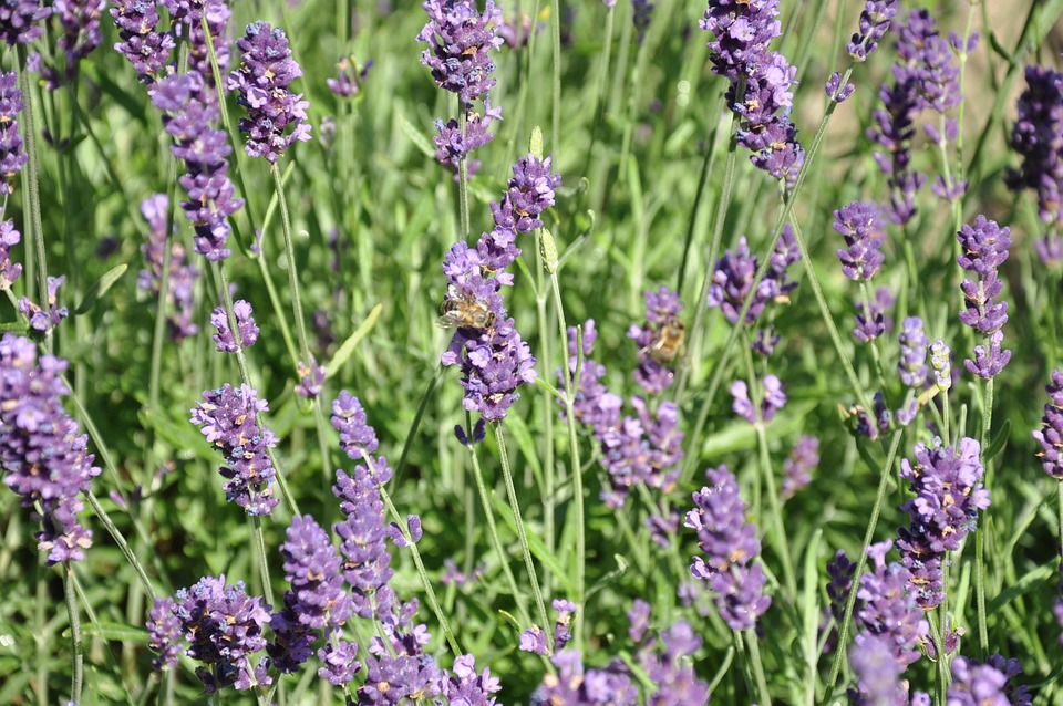 Lavender Lake Balaton - Free photo on Pixabay - Pixabay
