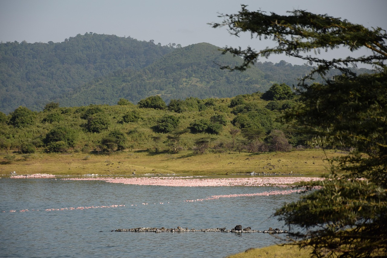 Tanzania Arusha Np Momela - Free photo on Pixabay - Pixabay