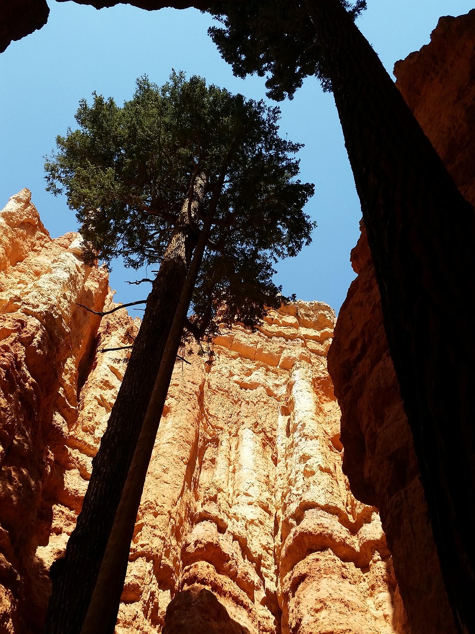 Taman Nasional Zion Pohon Pinus - Foto gratis di Pixabay - Pixabay