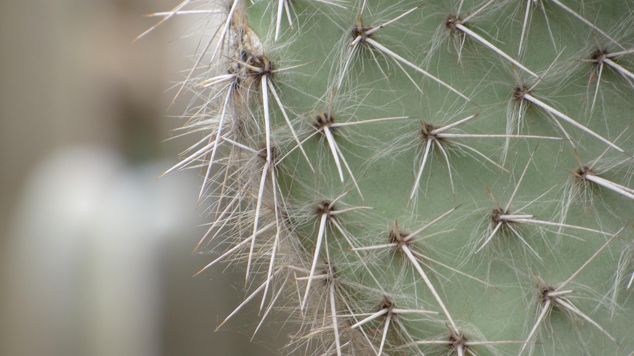 Cactus Macro Flower - Free photo on Pixabay - Pixabay