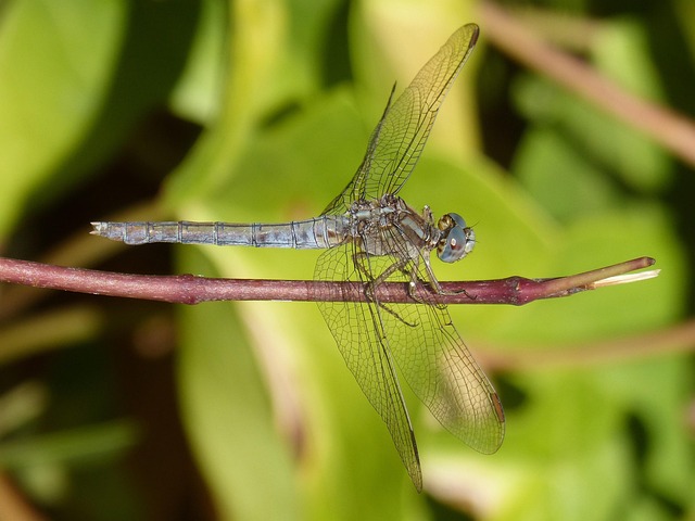 Libellule Bleue - Photo gratuite sur Pixabay - Pixabay