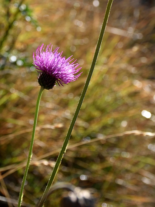Flor Prado Cerrar - Foto gratis en Pixabay - Pixabay