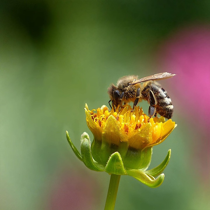 Animal Insect Honey Bee - Free photo on Pixabay - Pixabay