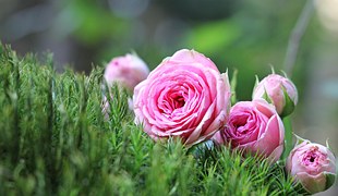 r-a-ramki-zdj-cia-w-tle-darmowy-obraz-na-pixabay