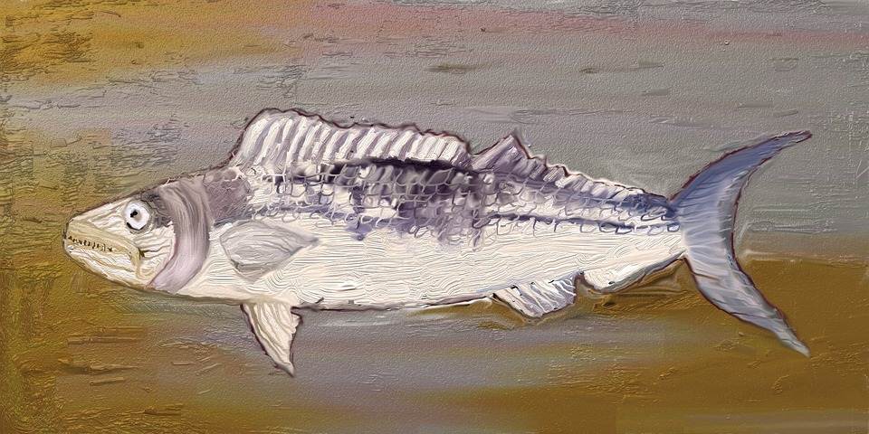 Fossils Fish Sea Creatures - Free image on Pixabay