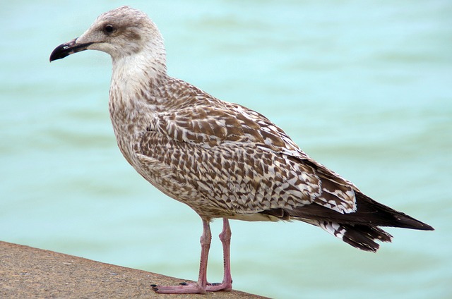 Seagull Larid Bird - Free photo on Pixabay - Pixabay