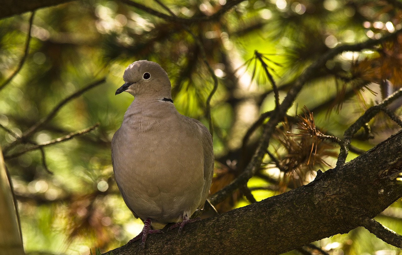 Paloma De Pavo Pájaro - Foto gratis en Pixabay - Pixabay