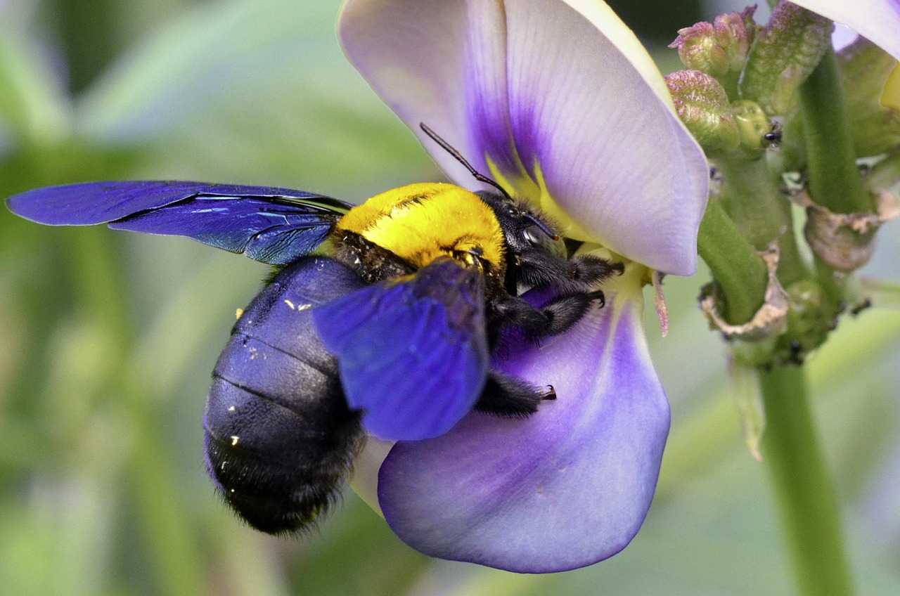 Insecto Abeja Macro - Foto gratis en Pixabay - Pixabay