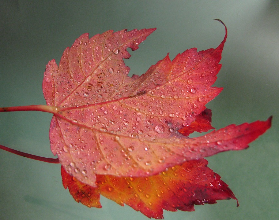 Daun Maple Daun-Daun - Foto gratis di Pixabay - Pixabay
