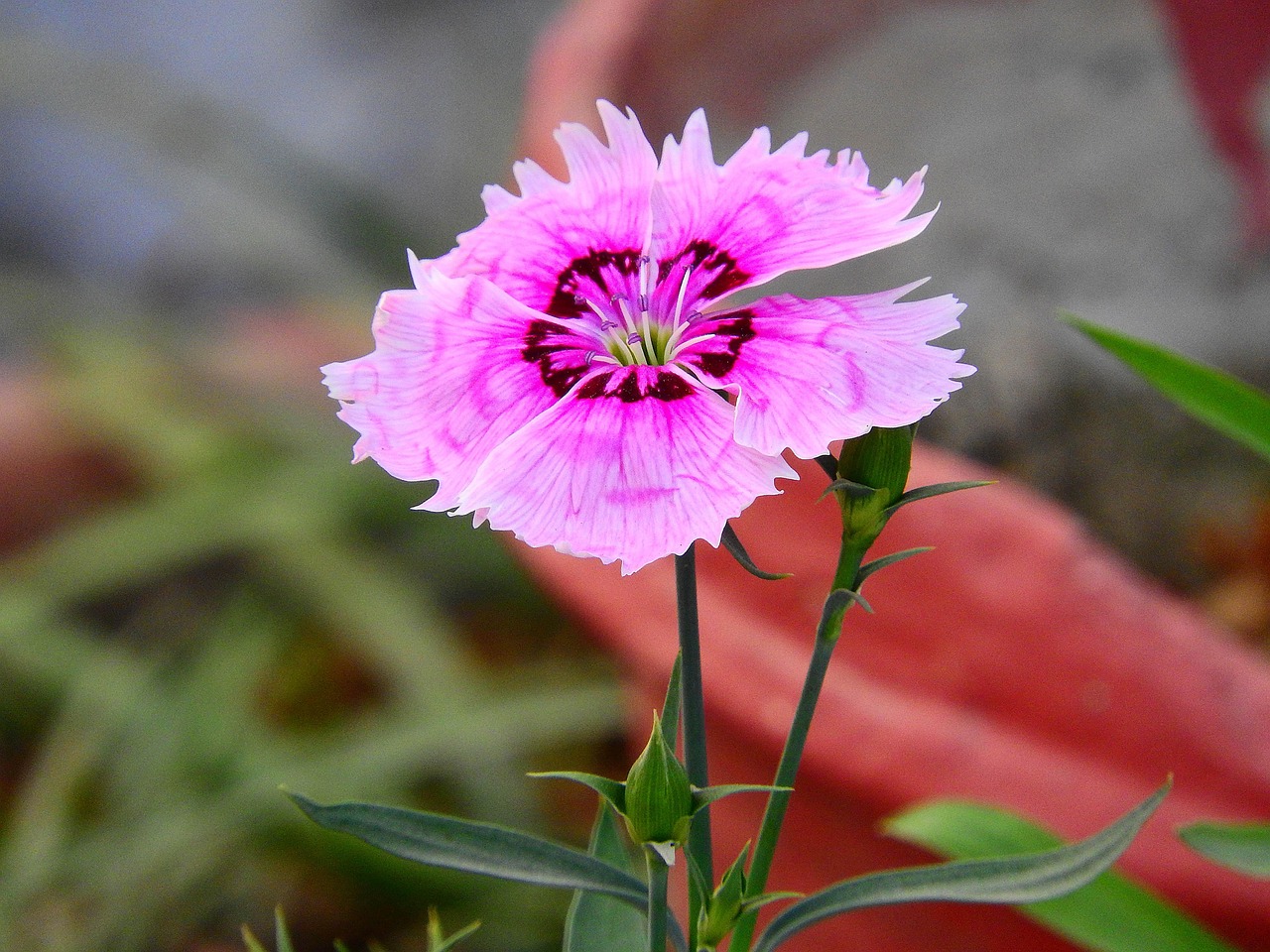Dianthus Flower Garden - Free photo on Pixabay - Pixabay