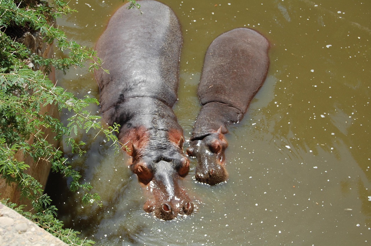 Hippopotamus Africa Lake Free Photo On Pixabay Pixabay hippopotamus-africa-lake-free-photo-on-pixabay-pixabay