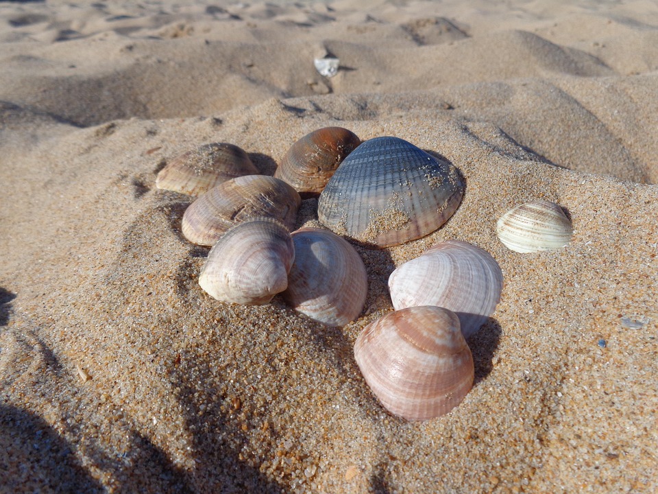 Shells Ocean Sea - Free photo on Pixabay - Pixabay