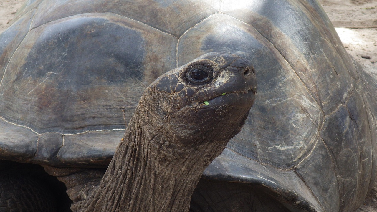 Turtle Head Animal - Free photo on Pixabay - Pixabay
