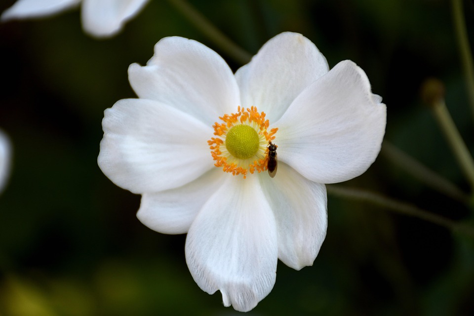 Fleur Moustique Fermer - Photo gratuite sur Pixabay - Pixabay