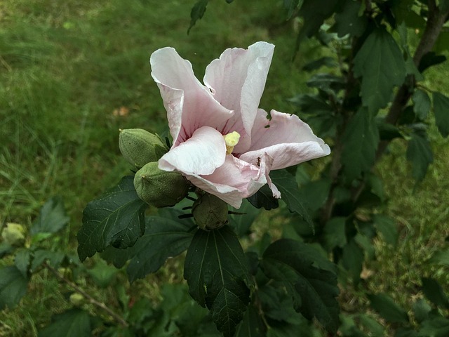 Rosa De Sharon Flor Natureza - Foto gratuita no Pixabay - Pixabay