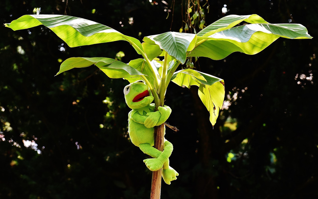 Exasperate Kermit Frog - Free photo on Pixabay - Pixabay