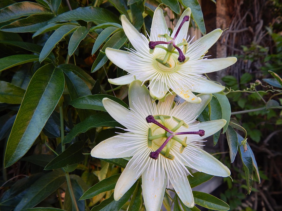 Passionflower Passiflora White - Free photo on Pixabay