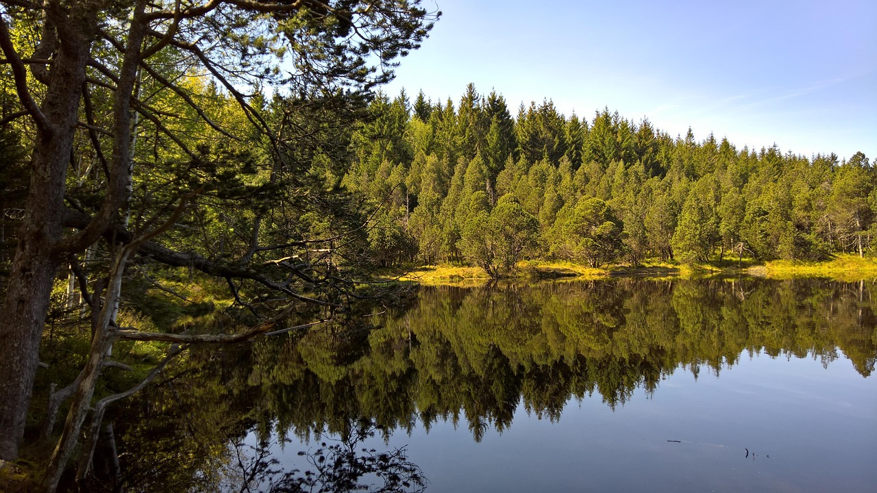 Black Lake Forest Reflection - Free photo on Pixabay - Pixabay