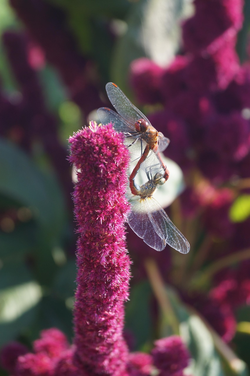 Libellules La Reproduction - Photo gratuite sur Pixabay - Pixabay