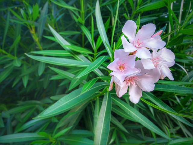 Oleander Bunga Hijau Merah - Foto gratis di Pixabay - Pixabay