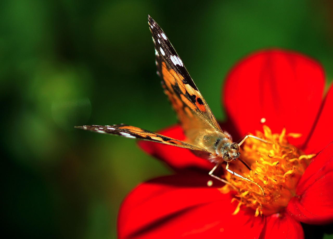 Vanessa Cardui Dahlia Red - Free photo on Pixabay - Pixabay