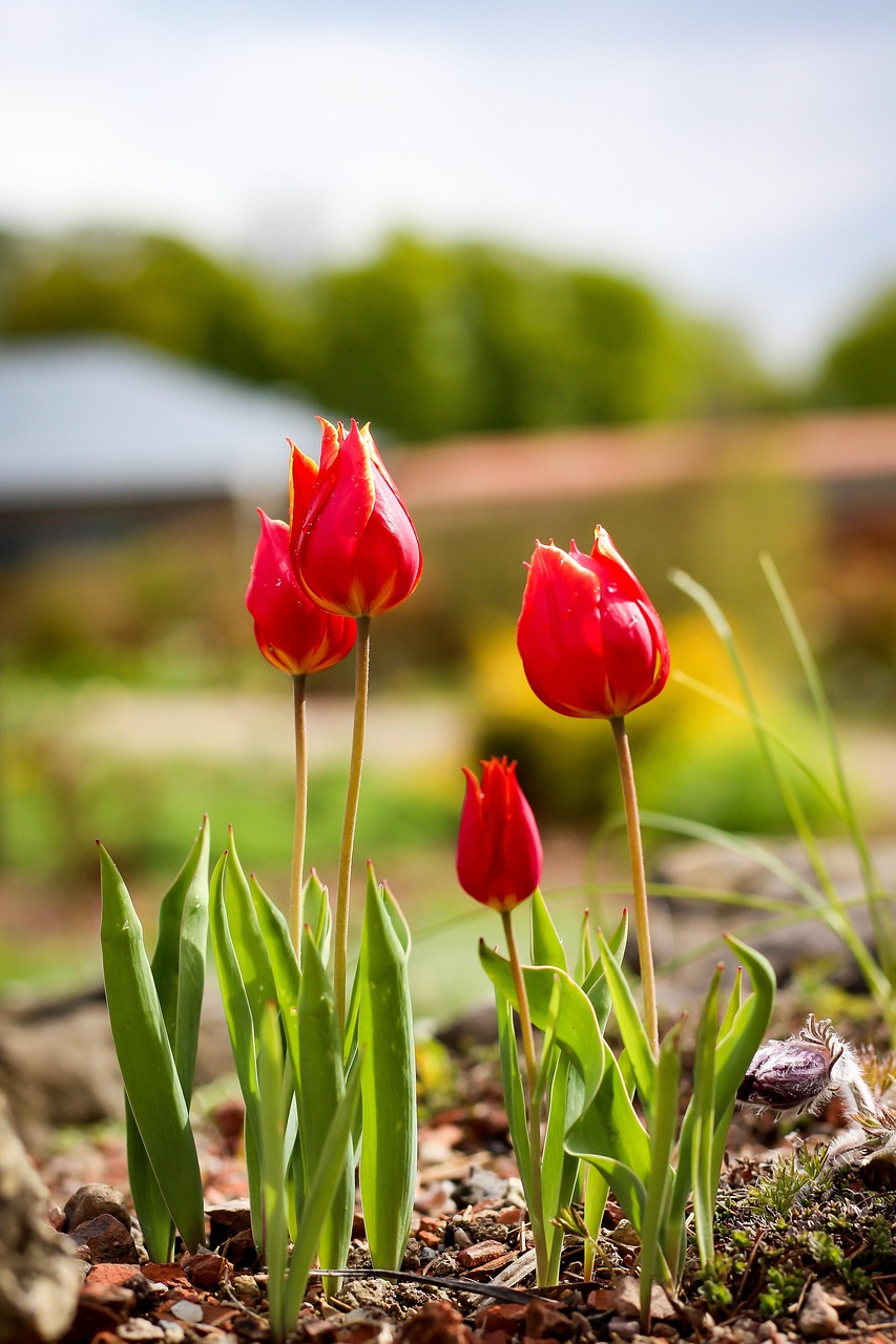 Tulipanes Flor Primavera - Foto gratis en Pixabay - Pixabay