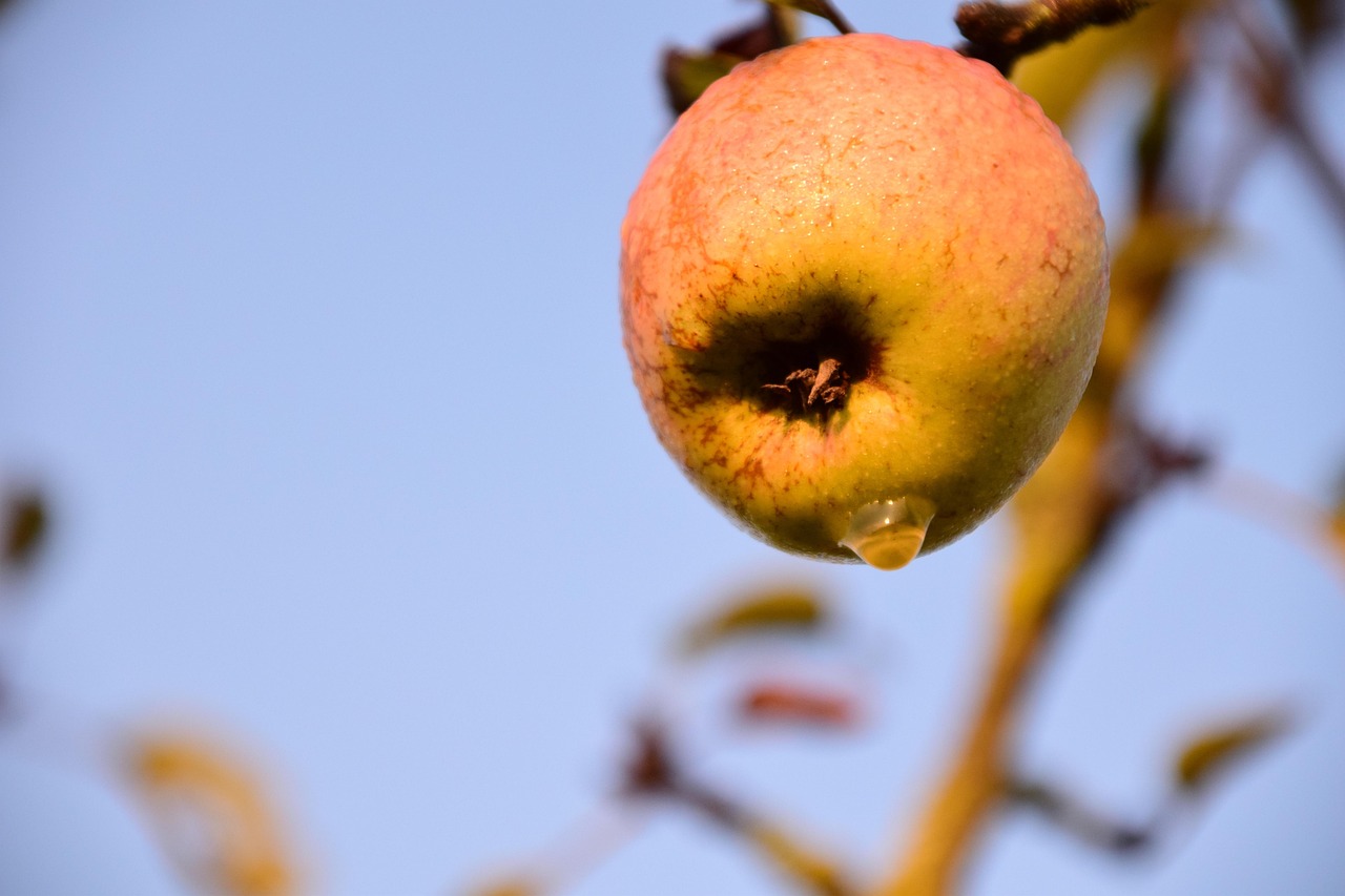 Apple Tree - Free photo on Pixabay - Pixabay