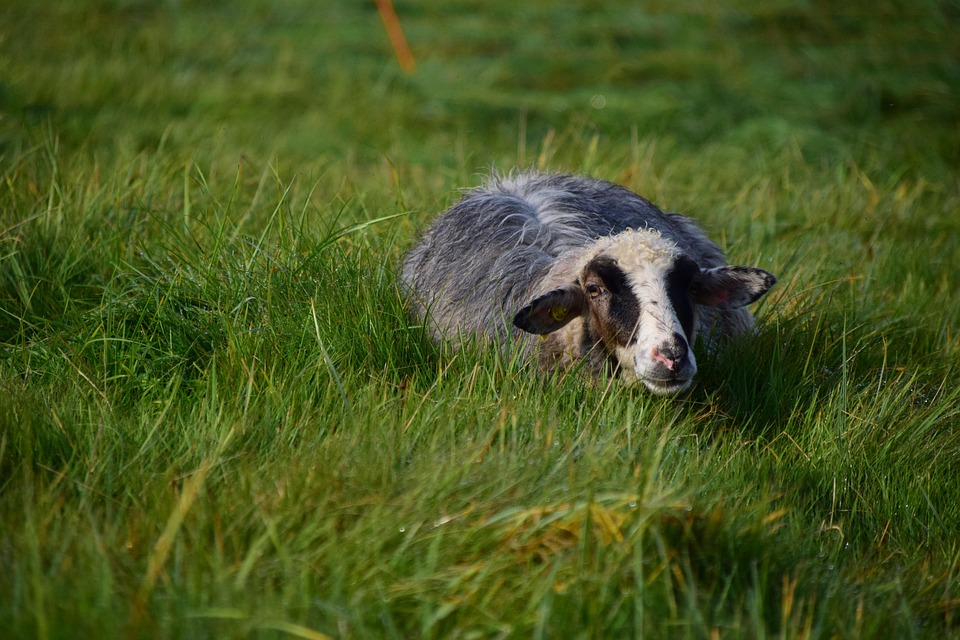 Sheep Black Farm Animal - Free photo on Pixabay - Pixabay