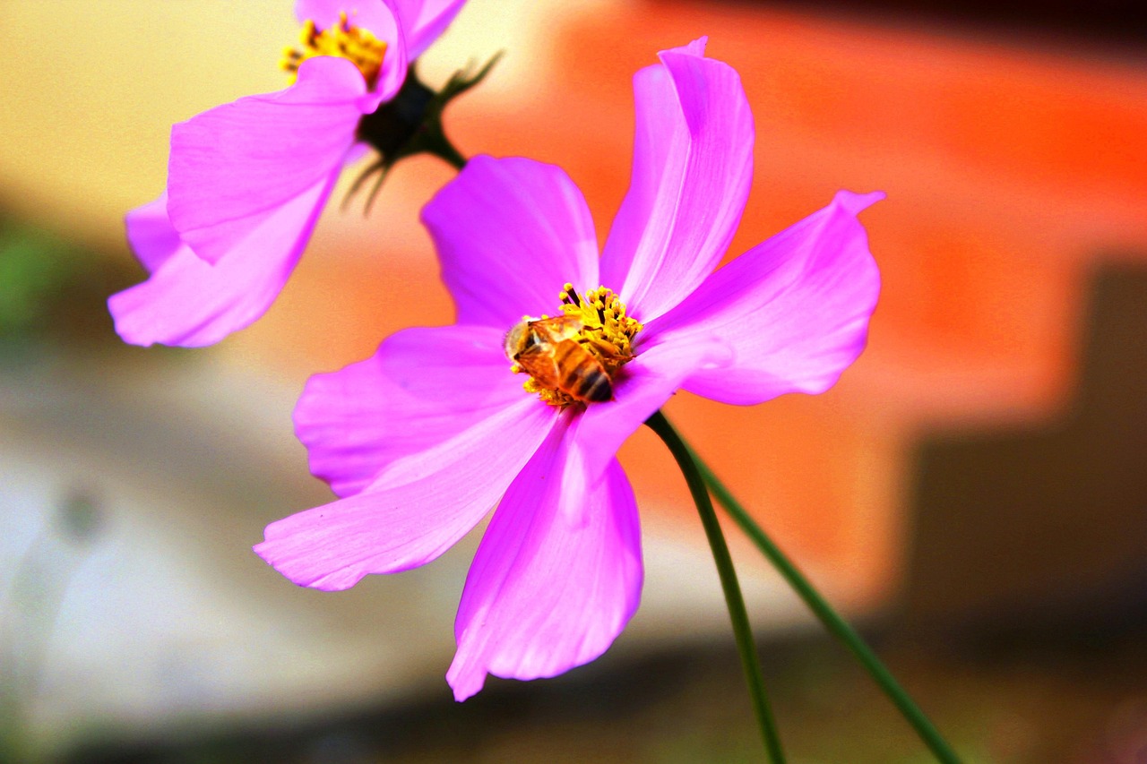 Bunga Cosmos Nepal - Foto gratis di Pixabay - Pixabay