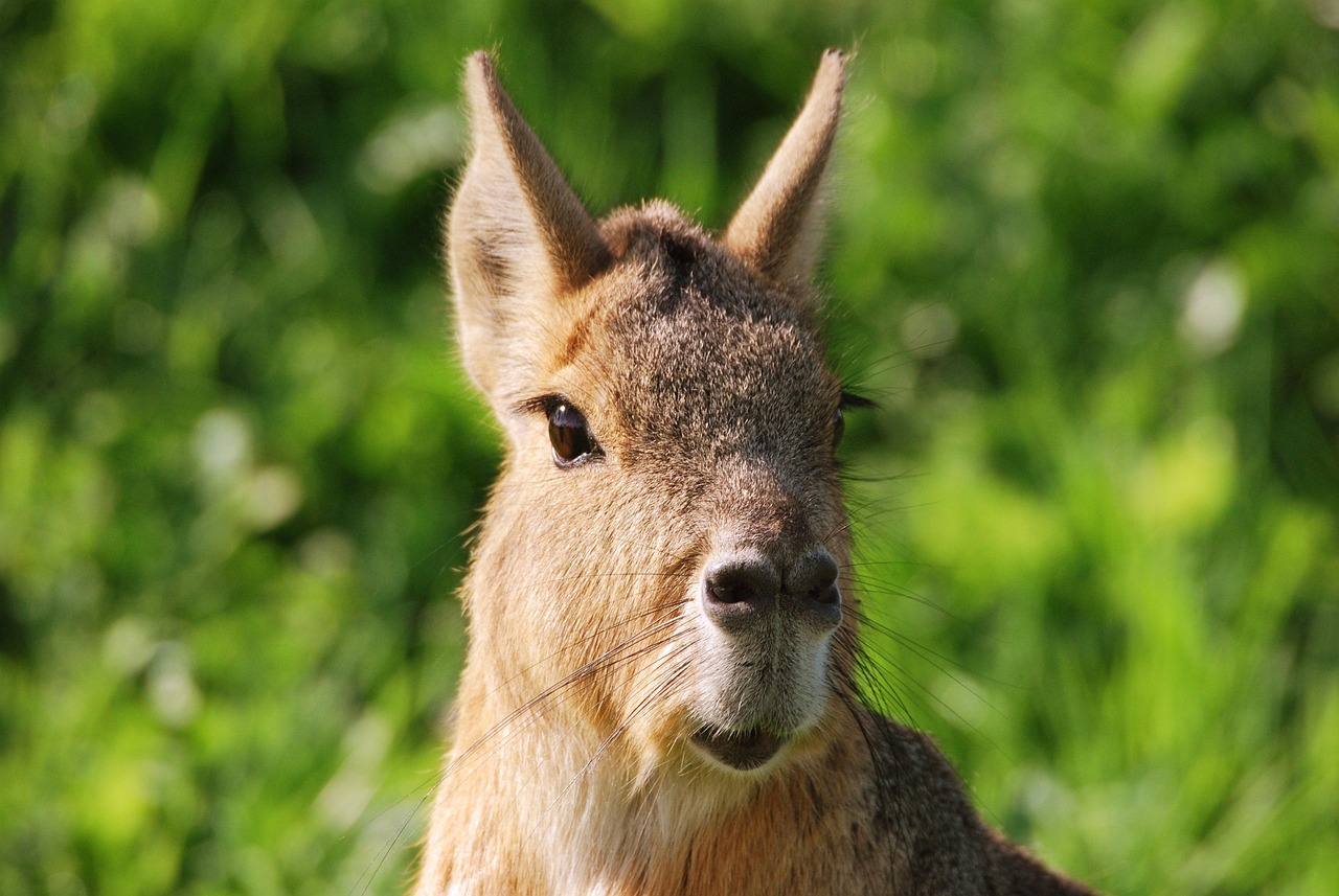 Animal Buscando Linda - Foto gratis en Pixabay - Pixabay
