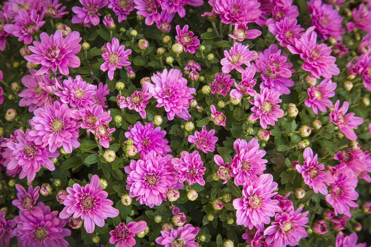 Flowers Magenta Colour - Free photo on Pixabay - Pixabay