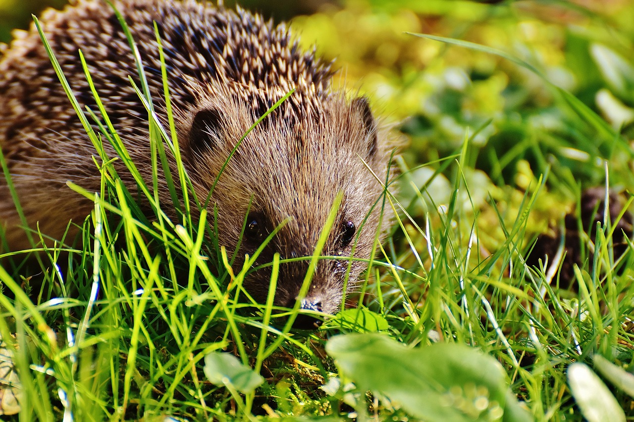 Enfant Hérisson Jeune - Photo gratuite sur Pixabay - Pixabay