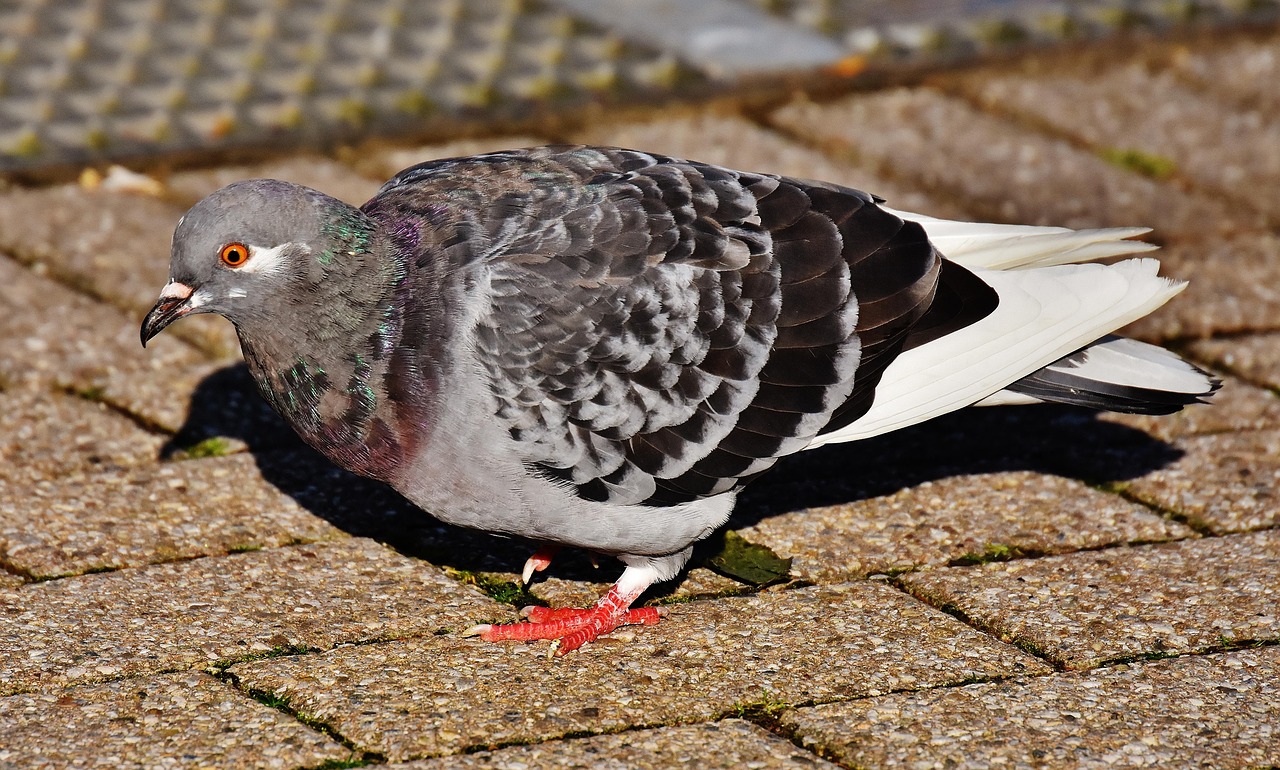 5,000+ Pigeon Pictures and Images in HD - Pixabay