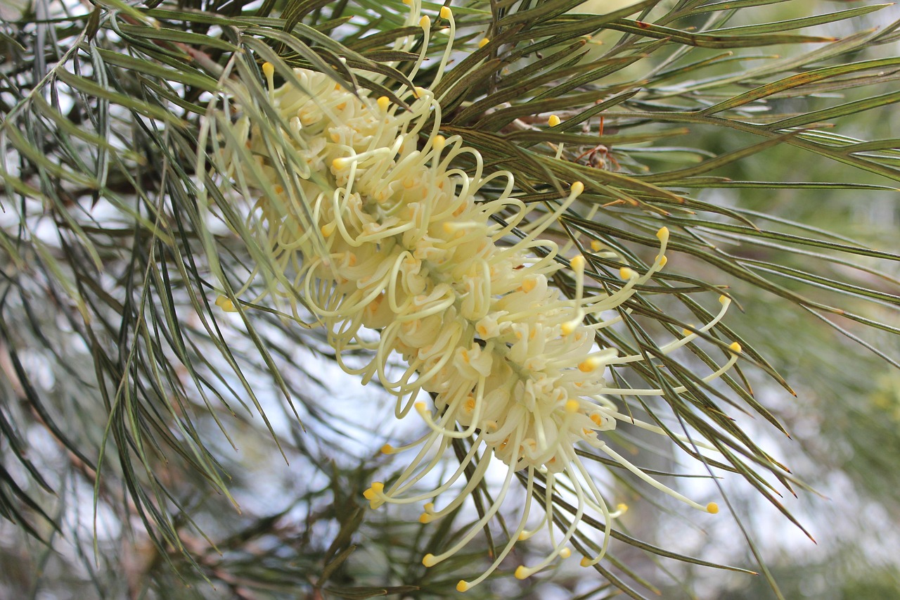 Flower Australian Bush - Free photo on Pixabay