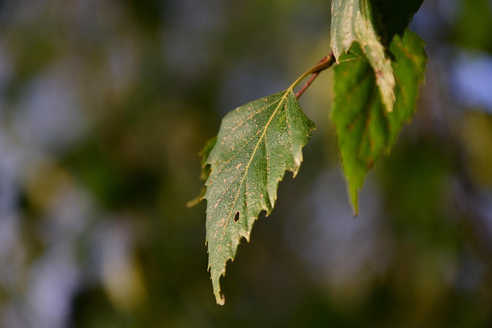 Blatt Baum Zweig - Kostenloses Foto auf Pixabay - Pixabay
