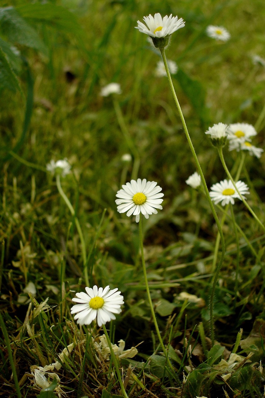 Bunga Aster Padang Rumput - Foto gratis di Pixabay - Pixabay