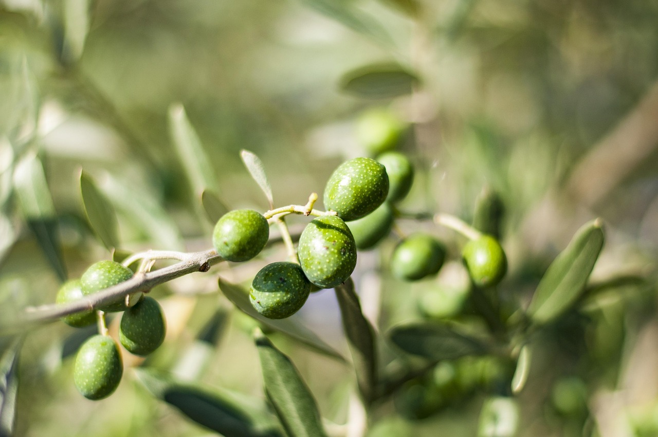 70+ kostenlose Olivenzweig und Olivenbaum-Bilder - Pixabay