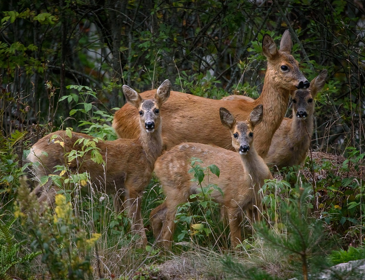 Deer Animals The Nature Of - Free photo on Pixabay