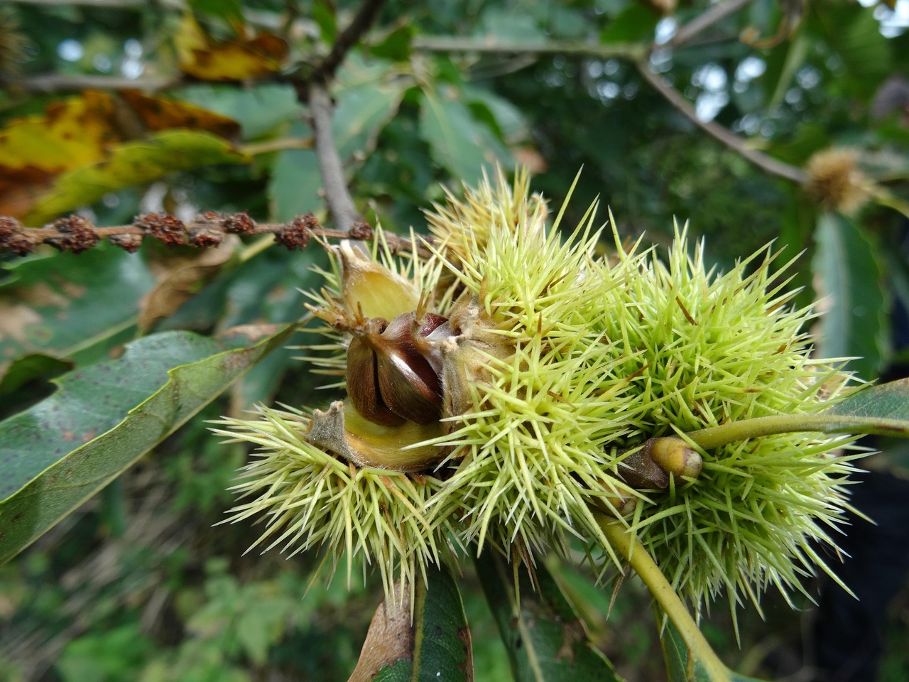 Garden 20 Year Old Chestnut Tree - Free photo on Pixabay - Pixabay