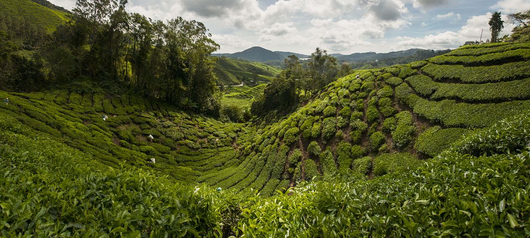 80+ Free Tea Farm & Tea Photos - Pixabay