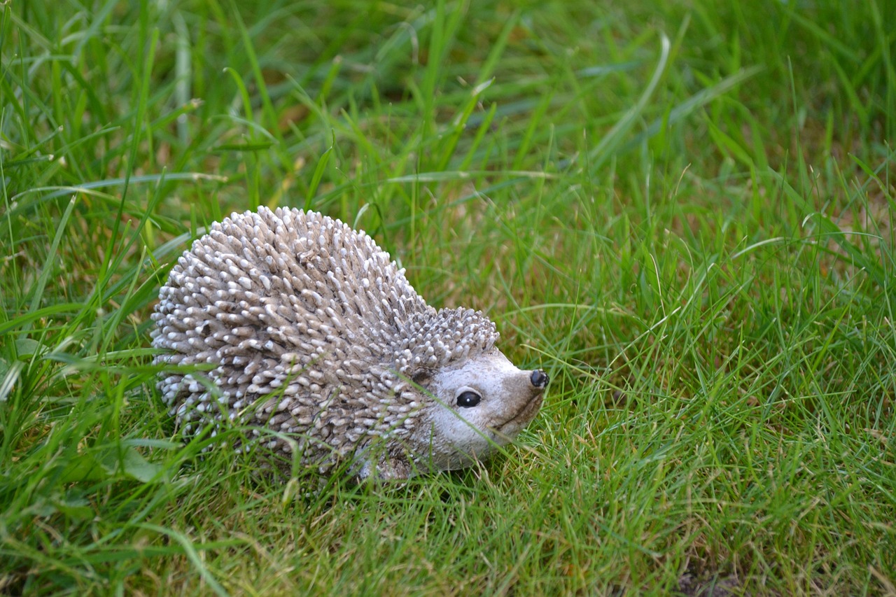 900+ kostenlose Igel und Tier-Bilder - Pixabay