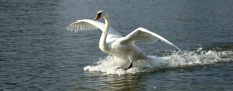 Water Bird Animal Wild Birds - Free photo on Pixabay - Pixabay