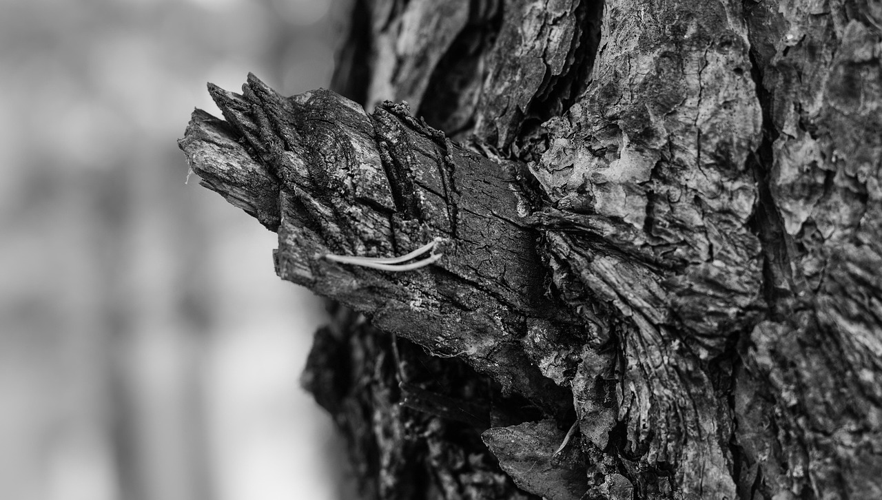 100+ Free Detail Sharpness & Sharp Images - Pixabay