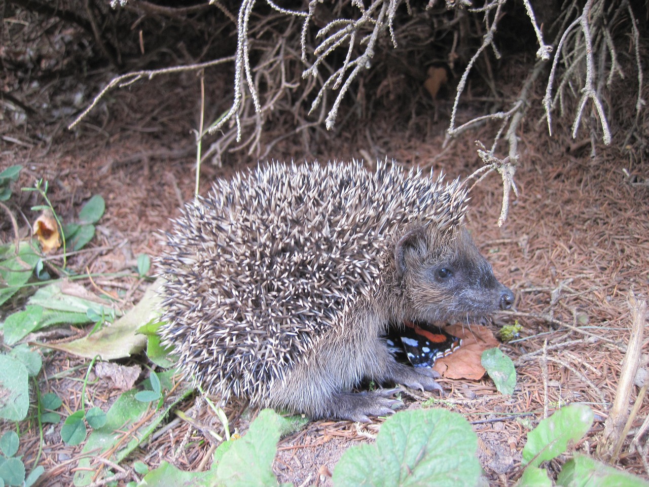 Igel Jungigel Stacheln - Kostenloses Foto auf Pixabay - Pixabay