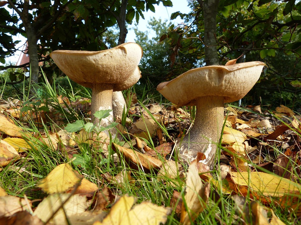 Mushrooms Fall Nature - Free photo on Pixabay - Pixabay